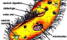 Ciencias naturales - Blog didáctico
